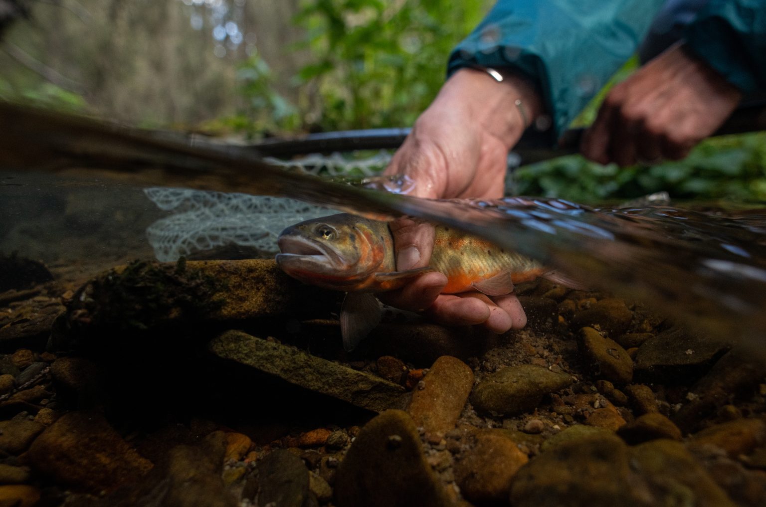 Native vs. Invasive Trout in New Mexico - Truchas Chapter Trout Unlimited